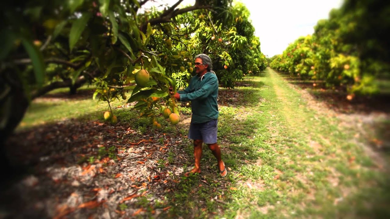 Kensington Pride Mangoes - YouTube