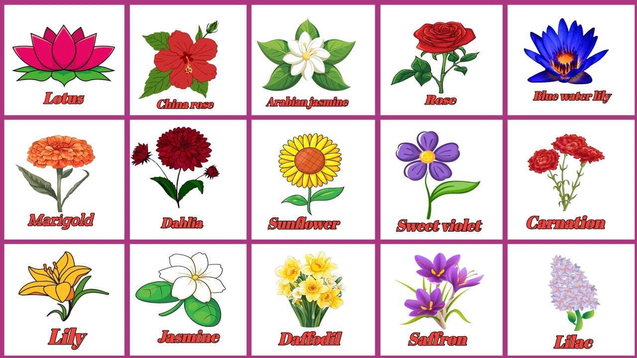 flower names in english | learn names of flowers - YouTube