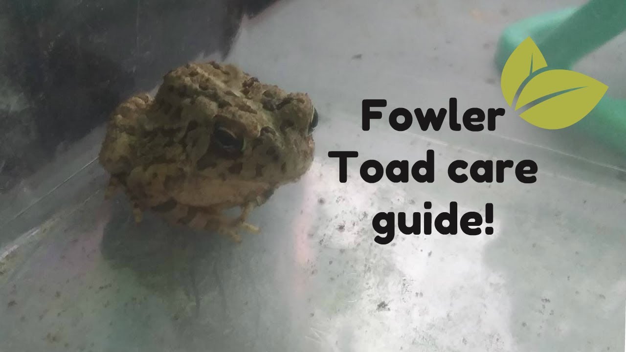 Fowlers Toad Care Guide | Toads 101 - YouTube