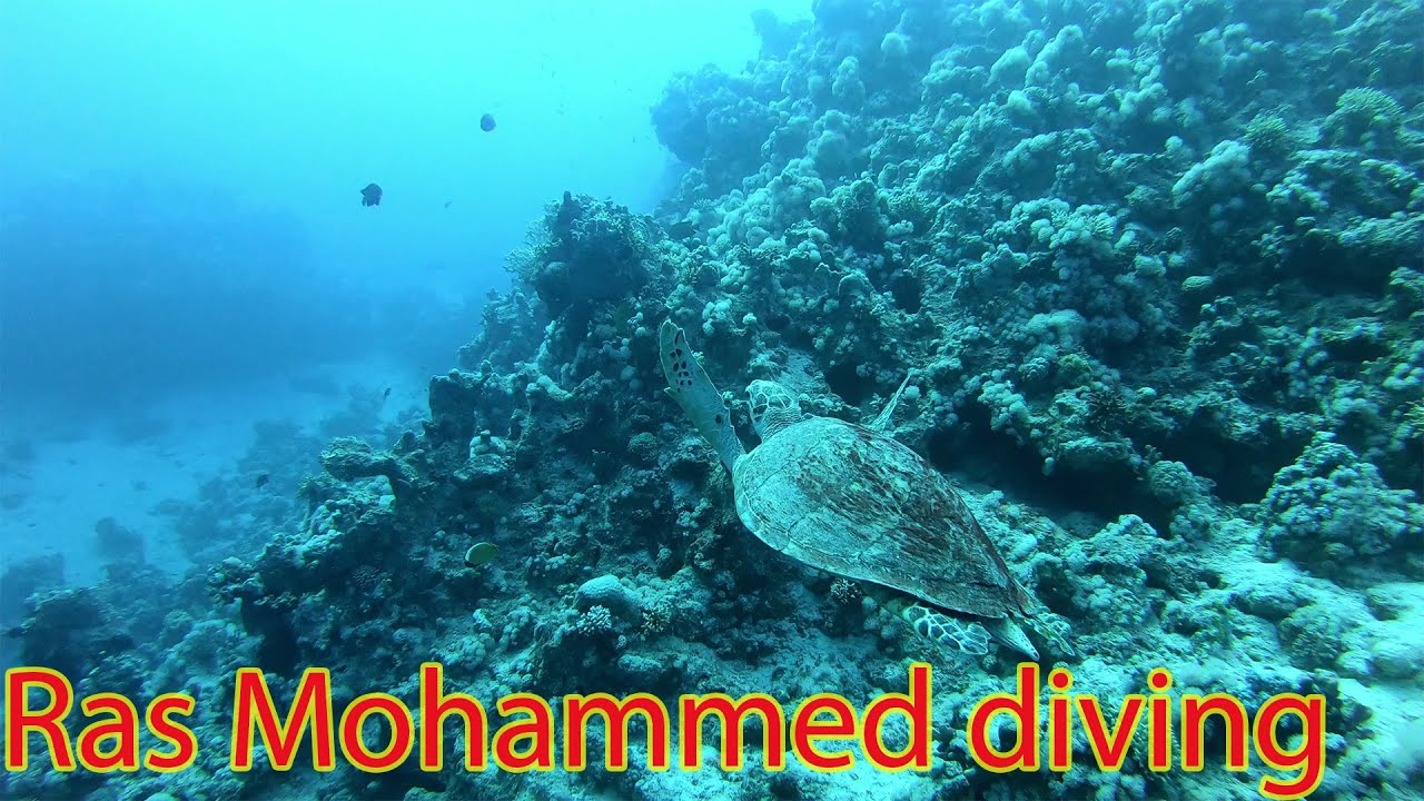 Freediving and Scuba diving in Ras Mohamed National Park. Egypt 4K ...
