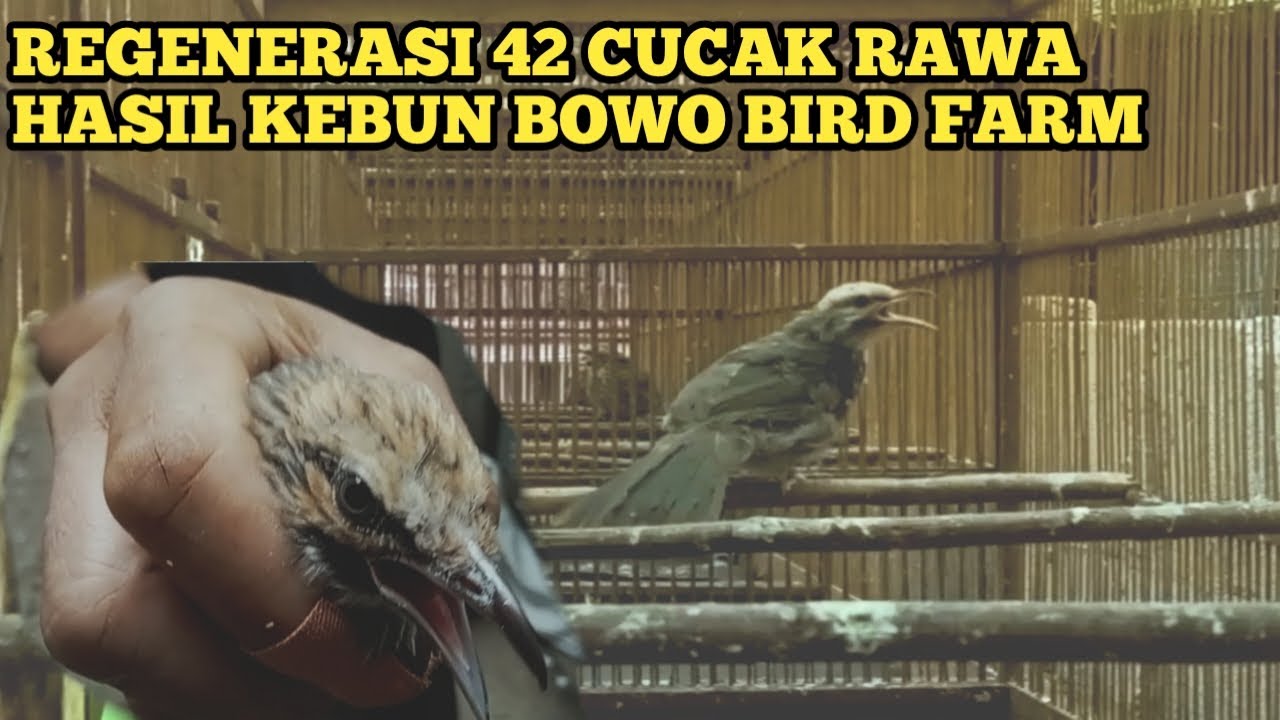 REGENERASI 42 CUCAK RAWA HASIL KEBUN BOWO BIRD FARM/BURUNG CUCAK RAWA ...