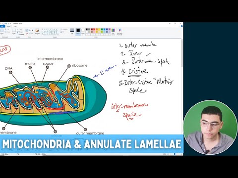 [NEW COURSE 2022] Mitochondria & Annulate Lamellae | Cytology ...