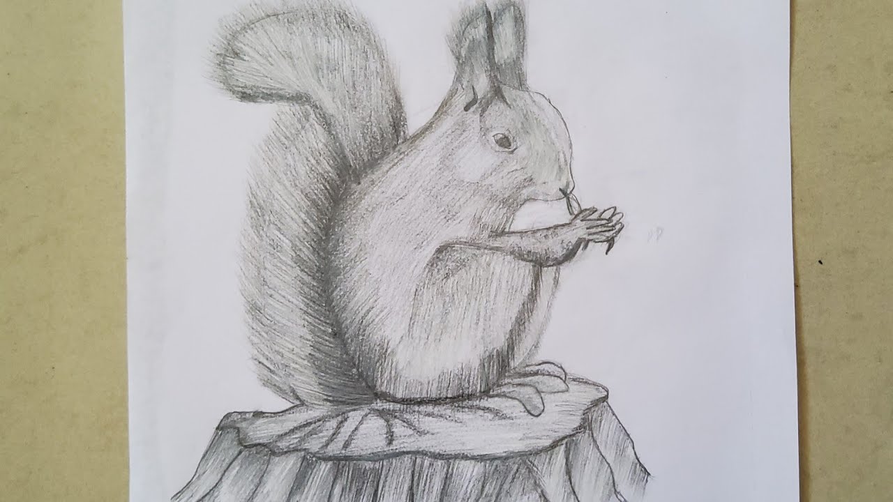 TimeLapse Of A Squirrel🐿| Easy Pencil Shading Tutorial....!!!!!"👍 - YouTube