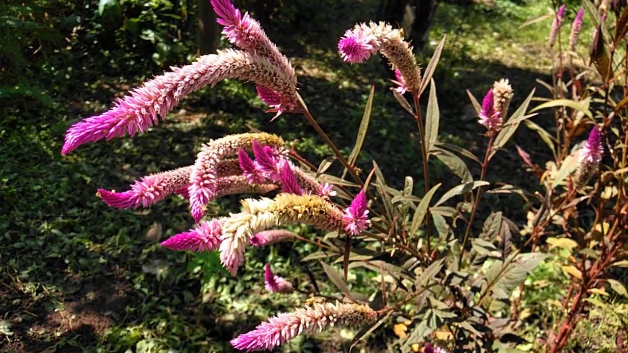 Natural flower video | beautiful flower in the world - YouTube