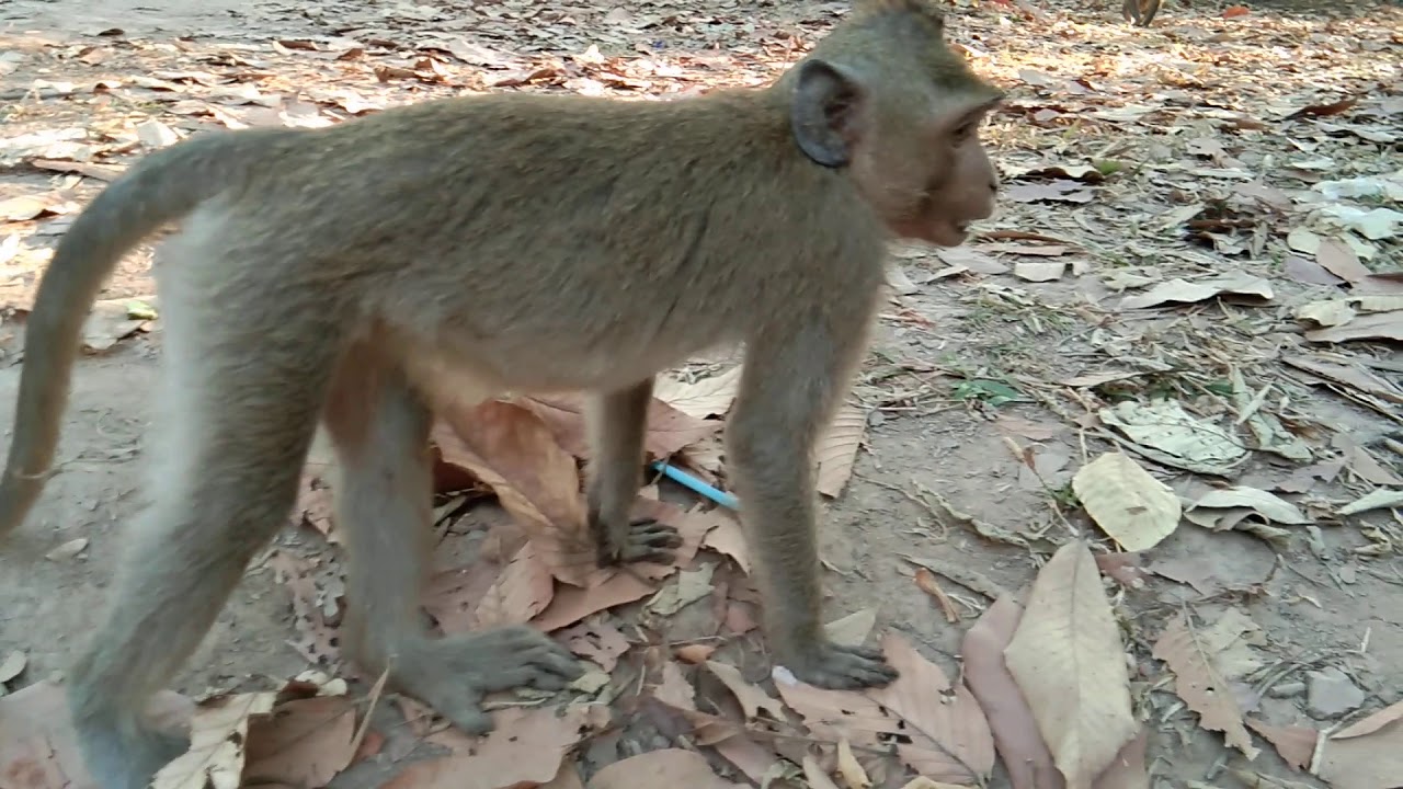 The age at which the mother no longer thinks of them/ monkey styles Angkor wat - YouTube