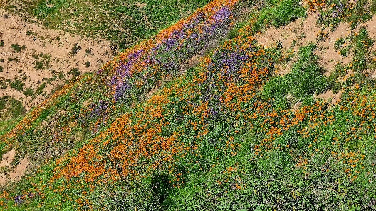 Stunning wildflower poppy bloom along the green rolling hills of Chino ...