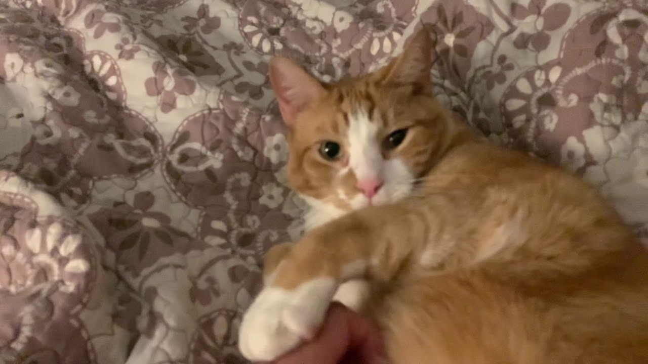 Orange cat snuggles. - YouTube
