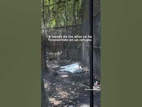 les gusta a ir al zoológico 🐆🦁 2023 🐒🐼 - YouTube