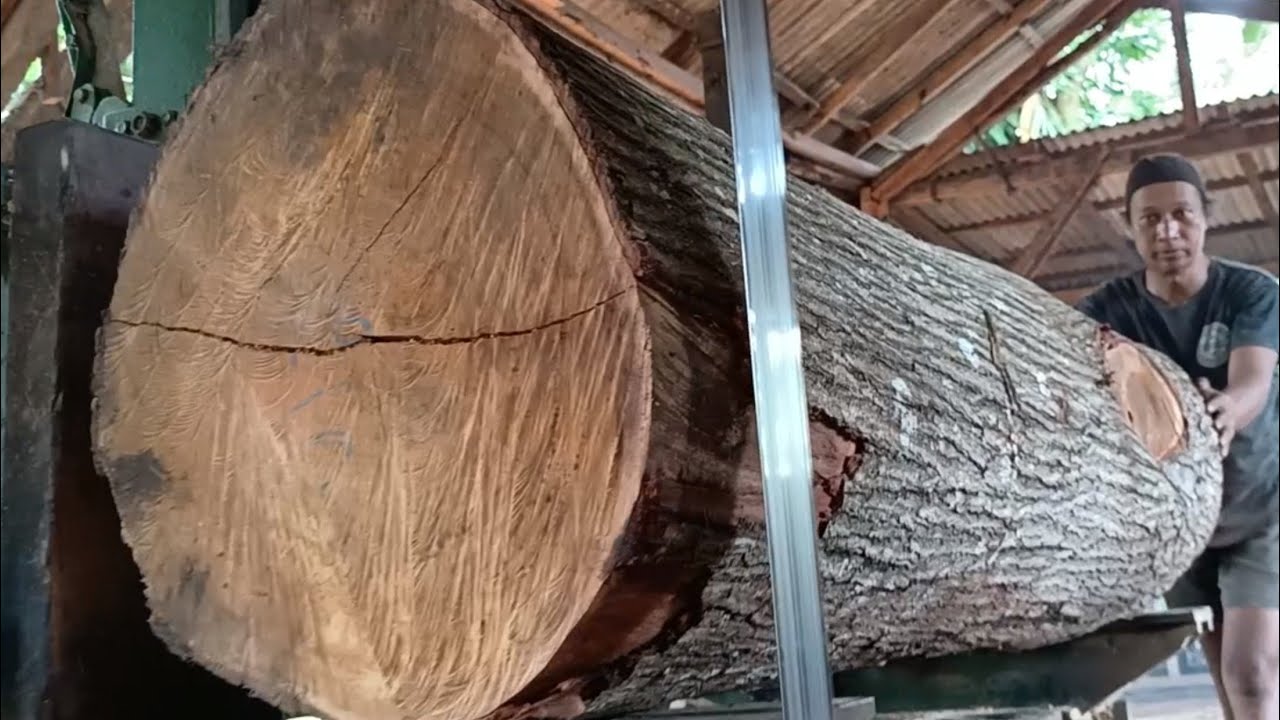 Giant acacia wood causes a stir among sawmill workers - YouTube