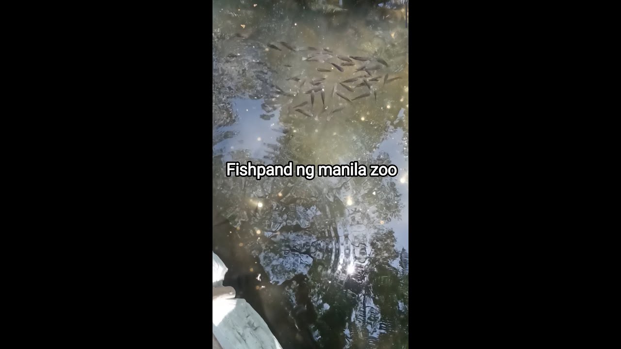 ibat iba ang klasing isda sa fishpand ng manila zoo - YouTube