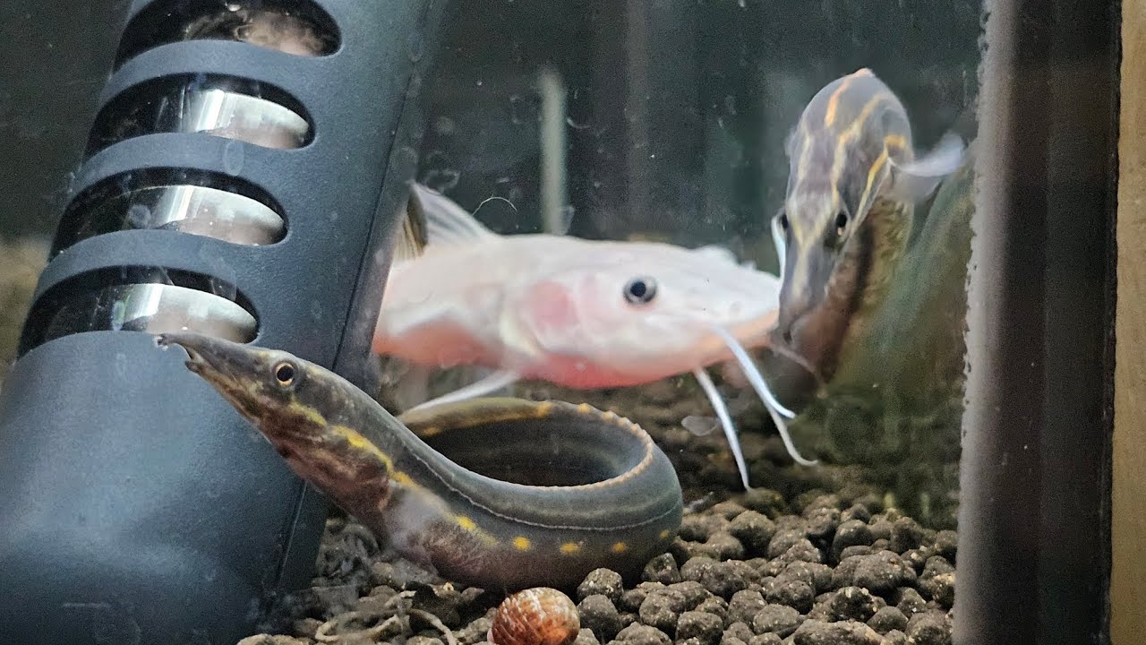 Feeding time for the baby phantom redtail catfish - YouTube