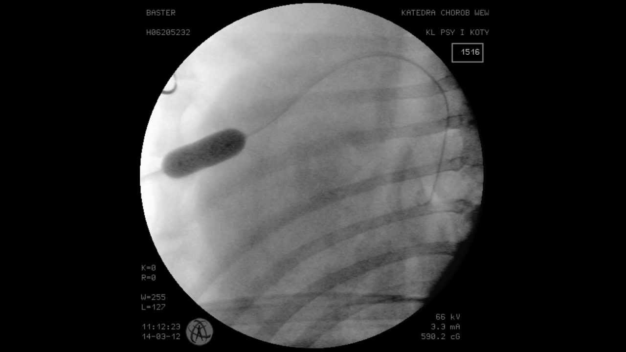 Percutaneous balloon pericardiotomy in dog - YouTube