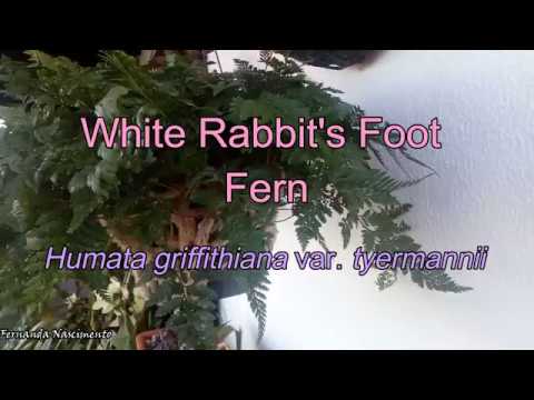White rabbit's foot fern - YouTube