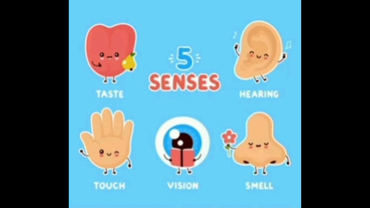 The five senses song for kids.Lets learn about the five senses - YouTube