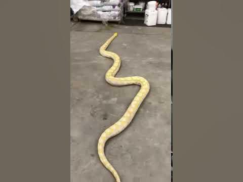 15 FOOT PYTHONS PLAYING- SNAKES ROAMING FREE AROUND THE SHOP - YouTube