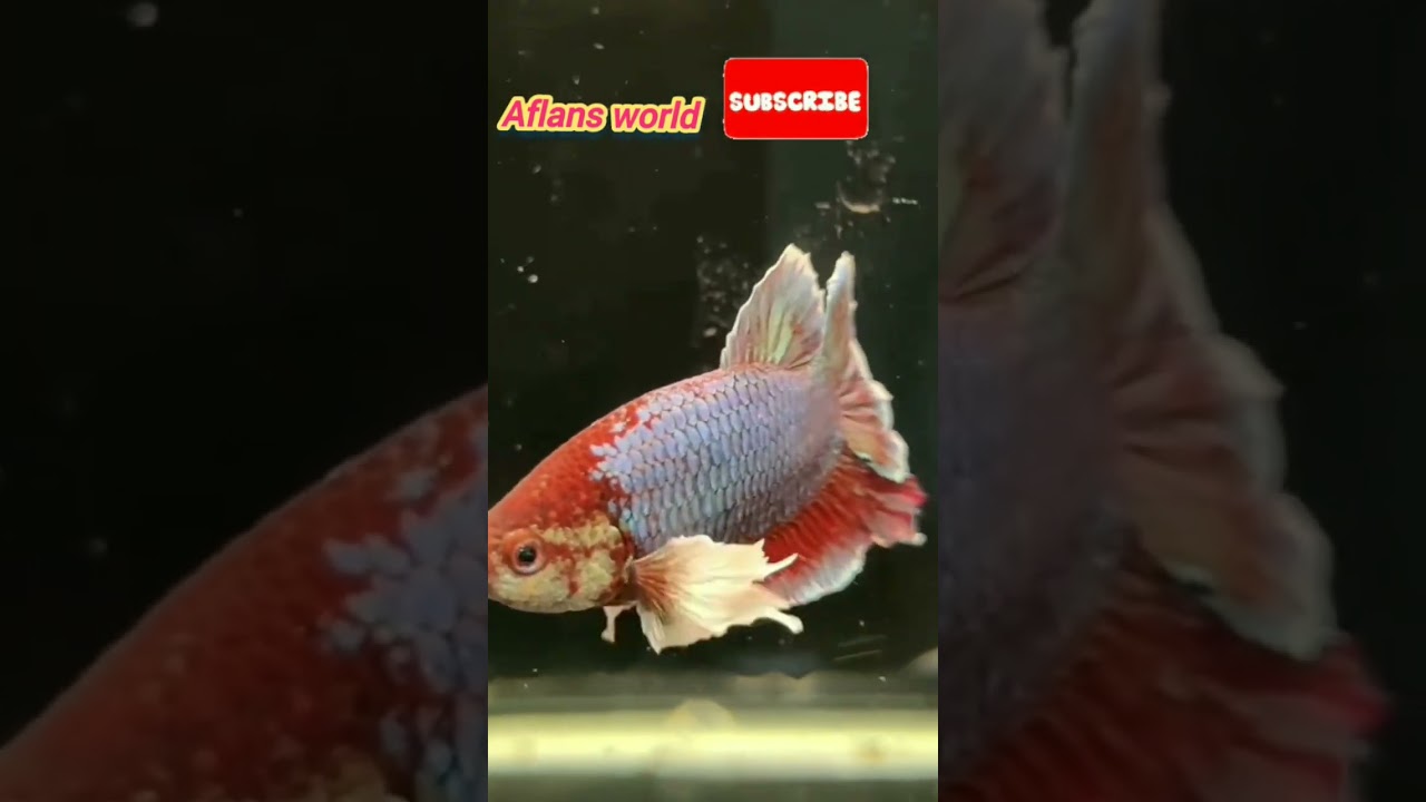 aquarium fish/silver and red - YouTube