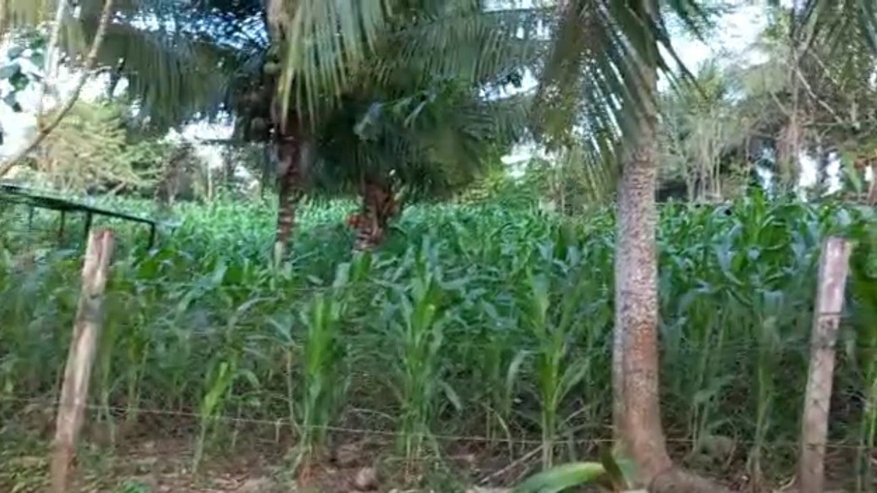 MILPA% casi llega la cosecha de elotes - YouTube