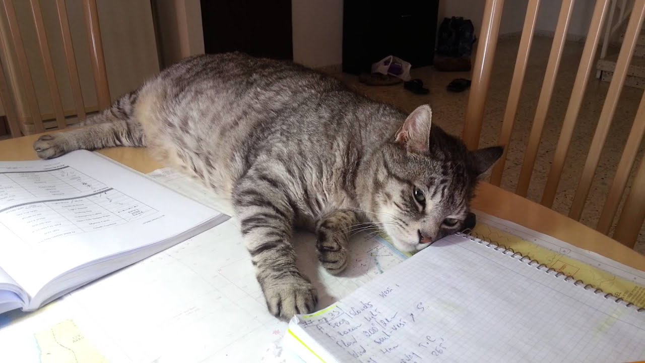 Cat Goes to sleep after studying hard for university Exames - YouTube