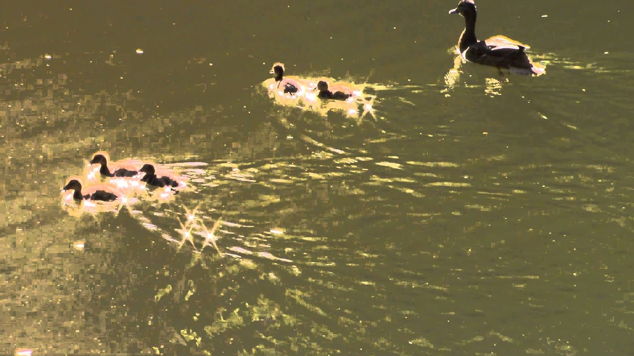 Baby "Sparkling" Ducks (HD) - YouTube