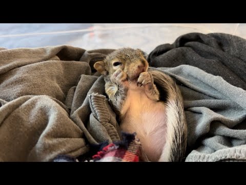 Baby squirrel - 5 weeks: She’s grooming herself, so cute - YouTube