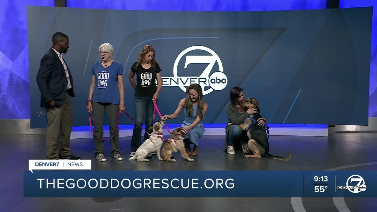 Meet 3 pups from the Good Dog Rescue - YouTube