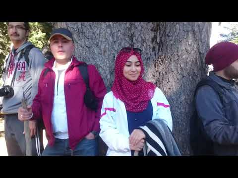 DEV KAMALAK   AĞAÇLARINI GÖRDÜNÜZMÜ