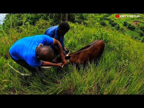 This baby calf would be dead if this didn't happen. #wildlife #nature ...