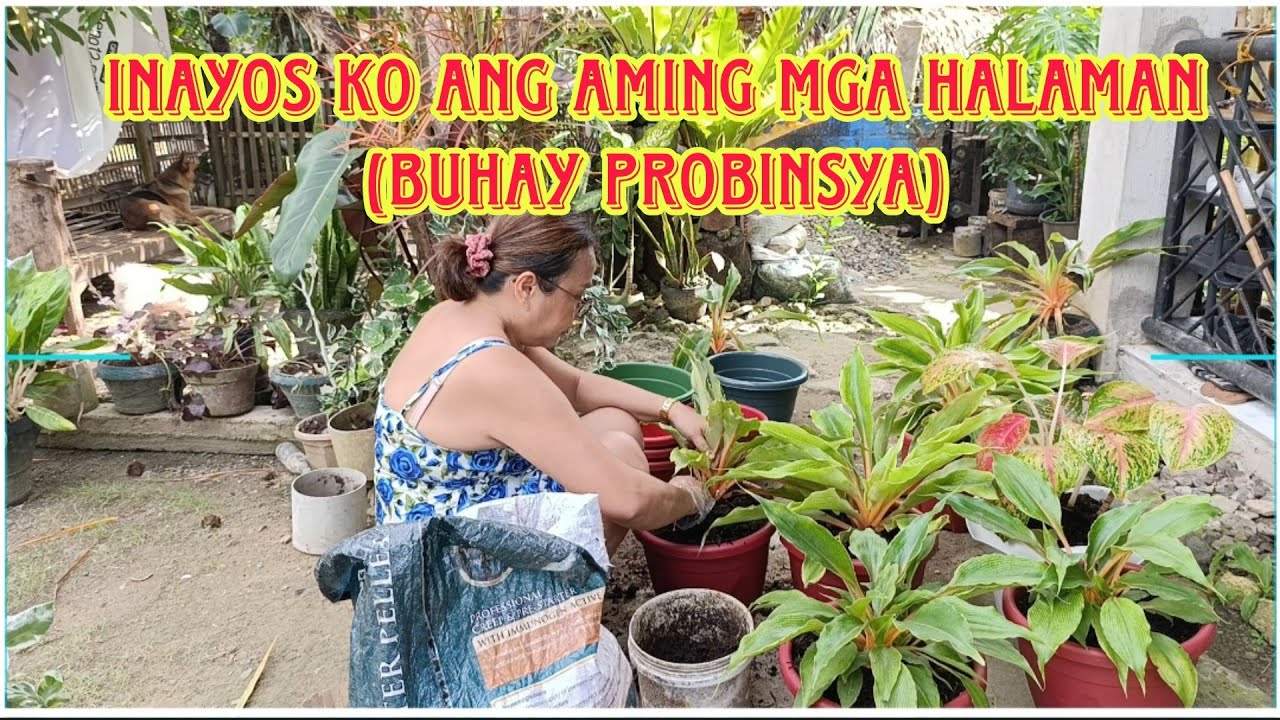INAYOS KO ANG AMING MGA HALAMAN#provincelife#buhayprobinsya#countryside ...