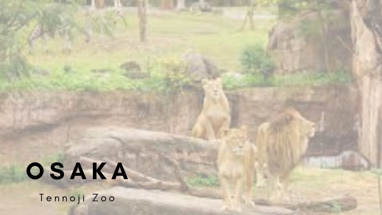 Discovering the Wonders of Osaka Tennoji Zoo: A Comprehensive Guide to ...