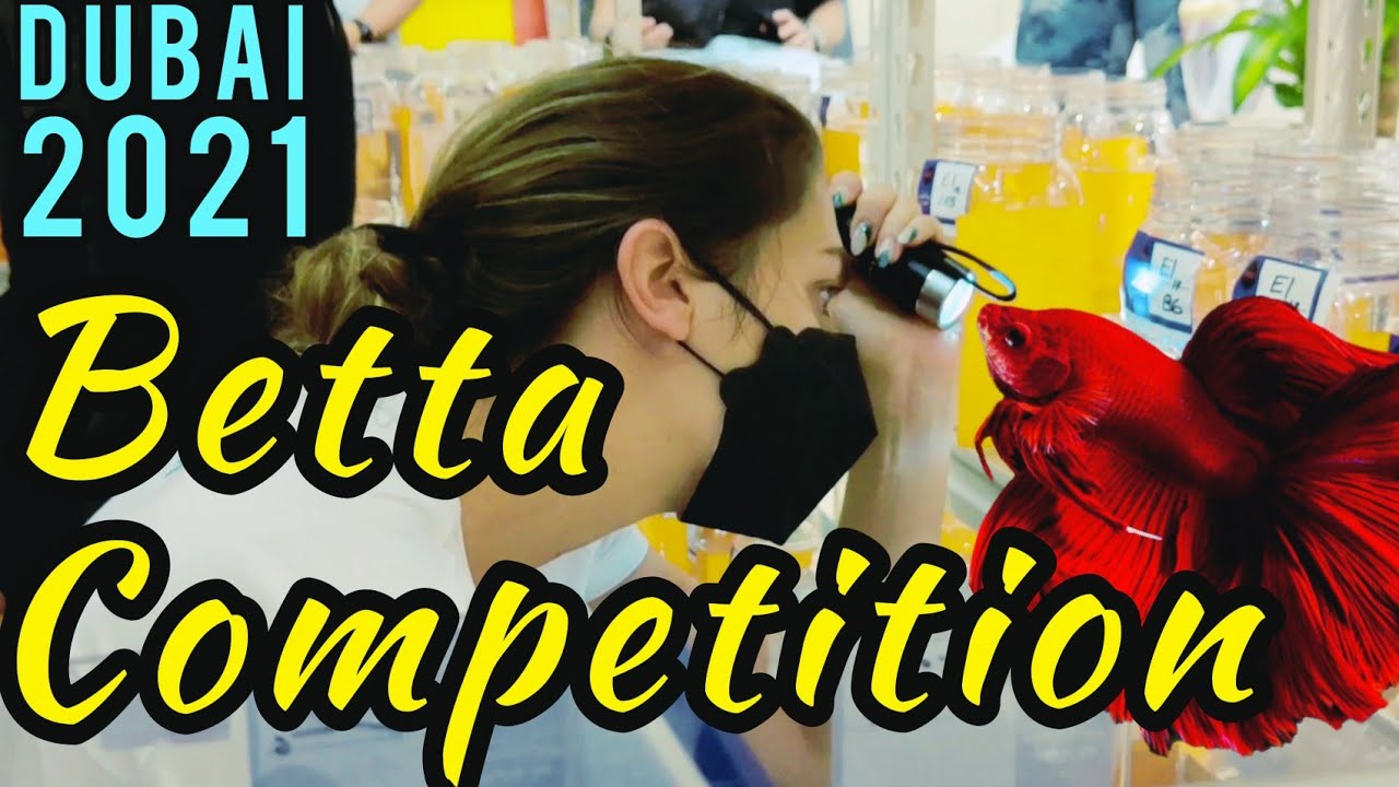 Betta Fish Competition 2021- DUBAI - YouTube