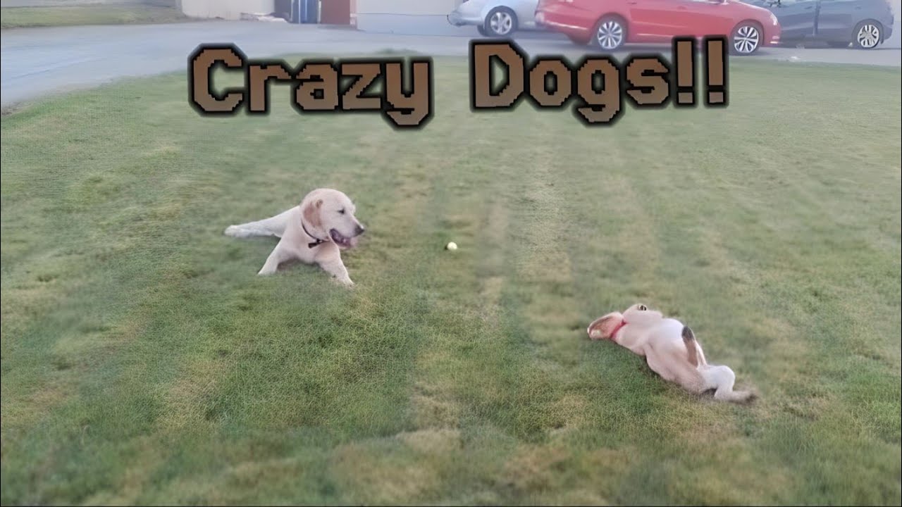 Crazy Dogs!! - YouTube