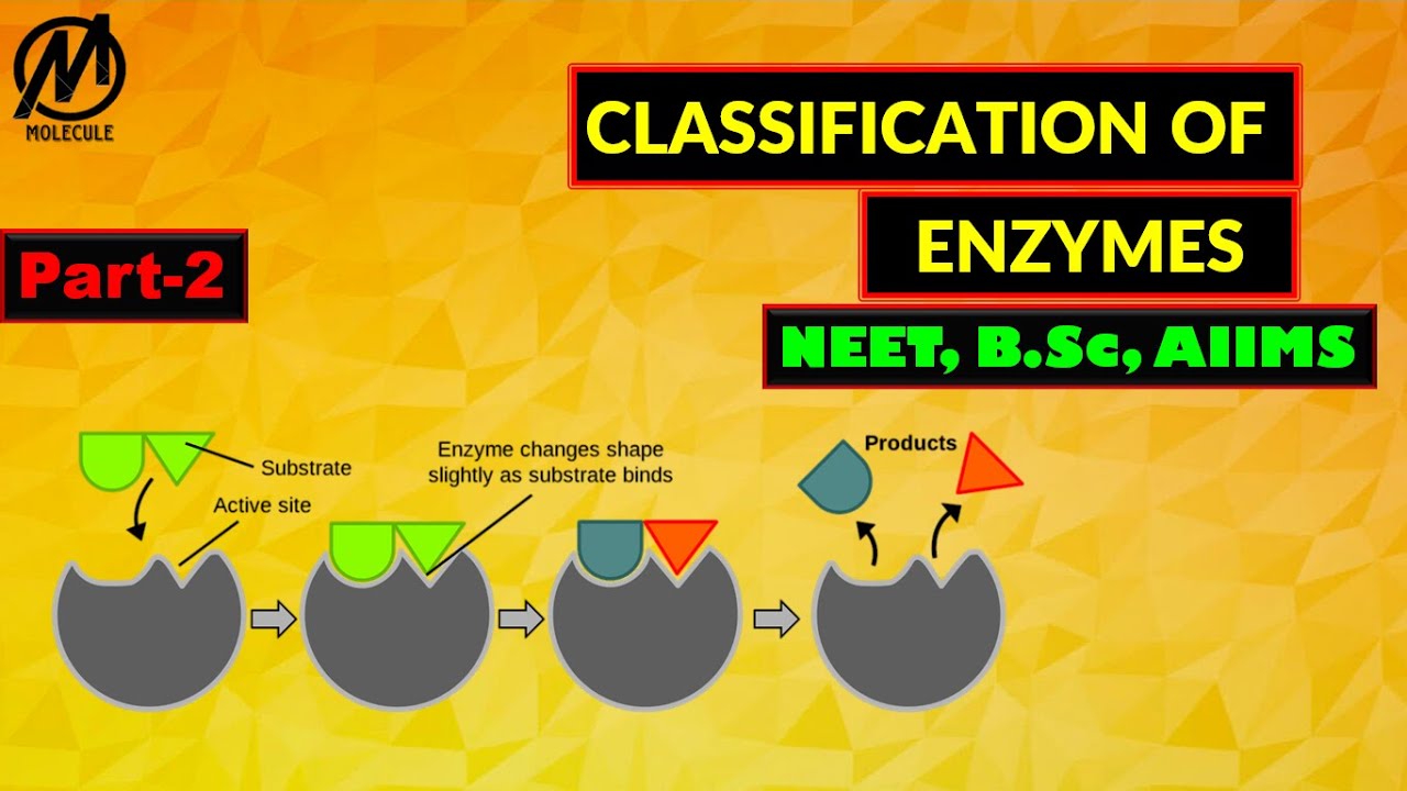Enzymes - Classification of Enzymes || B.Sc || M.Sc || Enzymes Part - 2 ...