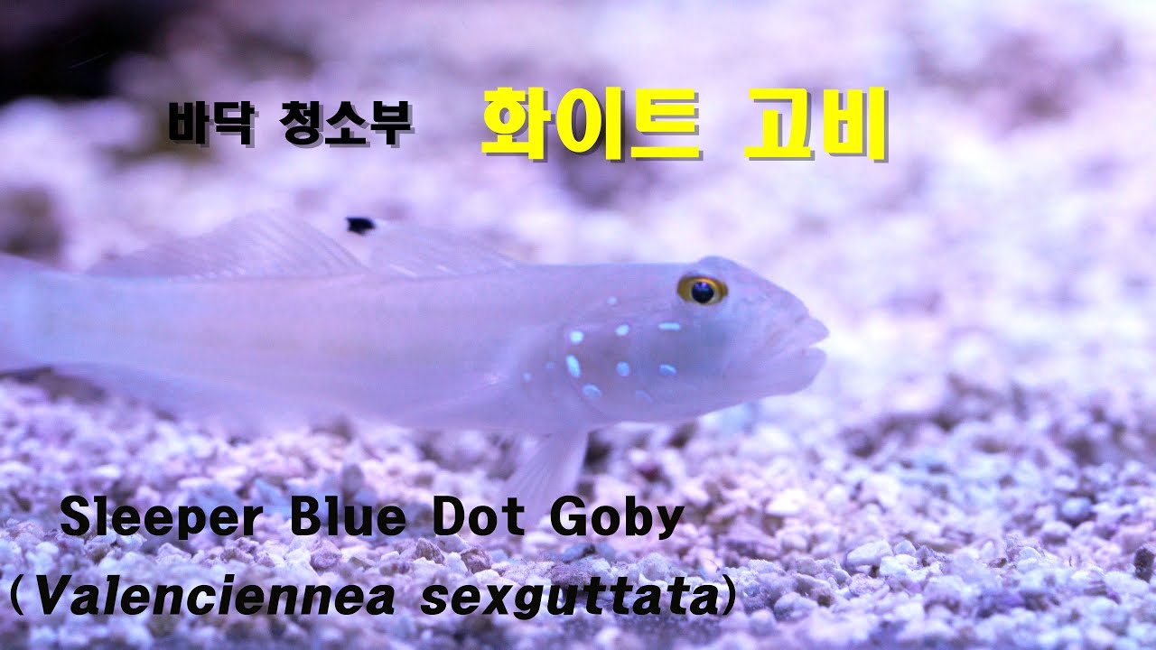 화이트 고비 Sleeper Blue Dot Goby - YouTube