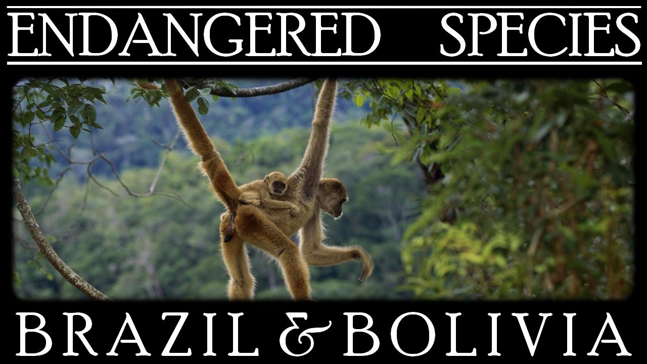 Endangered Species in Brazil and Bolivia - YouTube