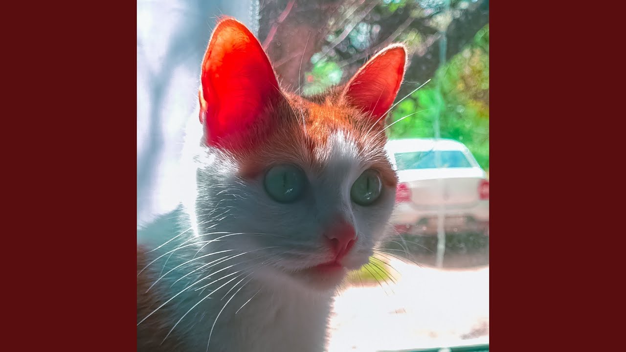 Cats & Dogs Music 15 - YouTube