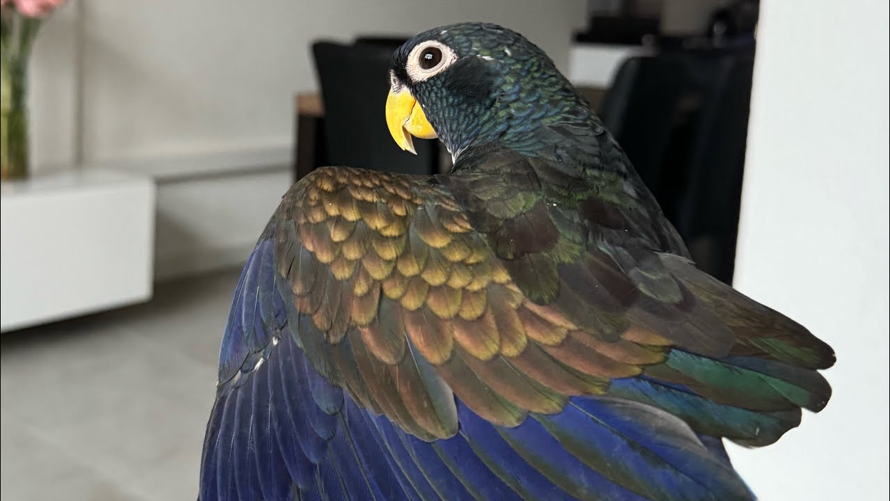 Fun Parrot Negotiation Following Trump’s “The Art of the Deal” - YouTube