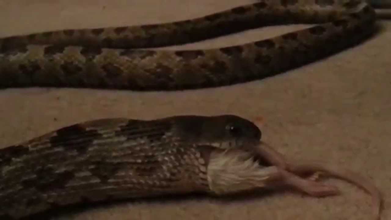 Kane the grey rat snake - YouTube