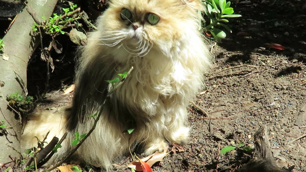 15 04 30 Yeti Cat Preserve Montage with Mythicbells Persians - YouTube