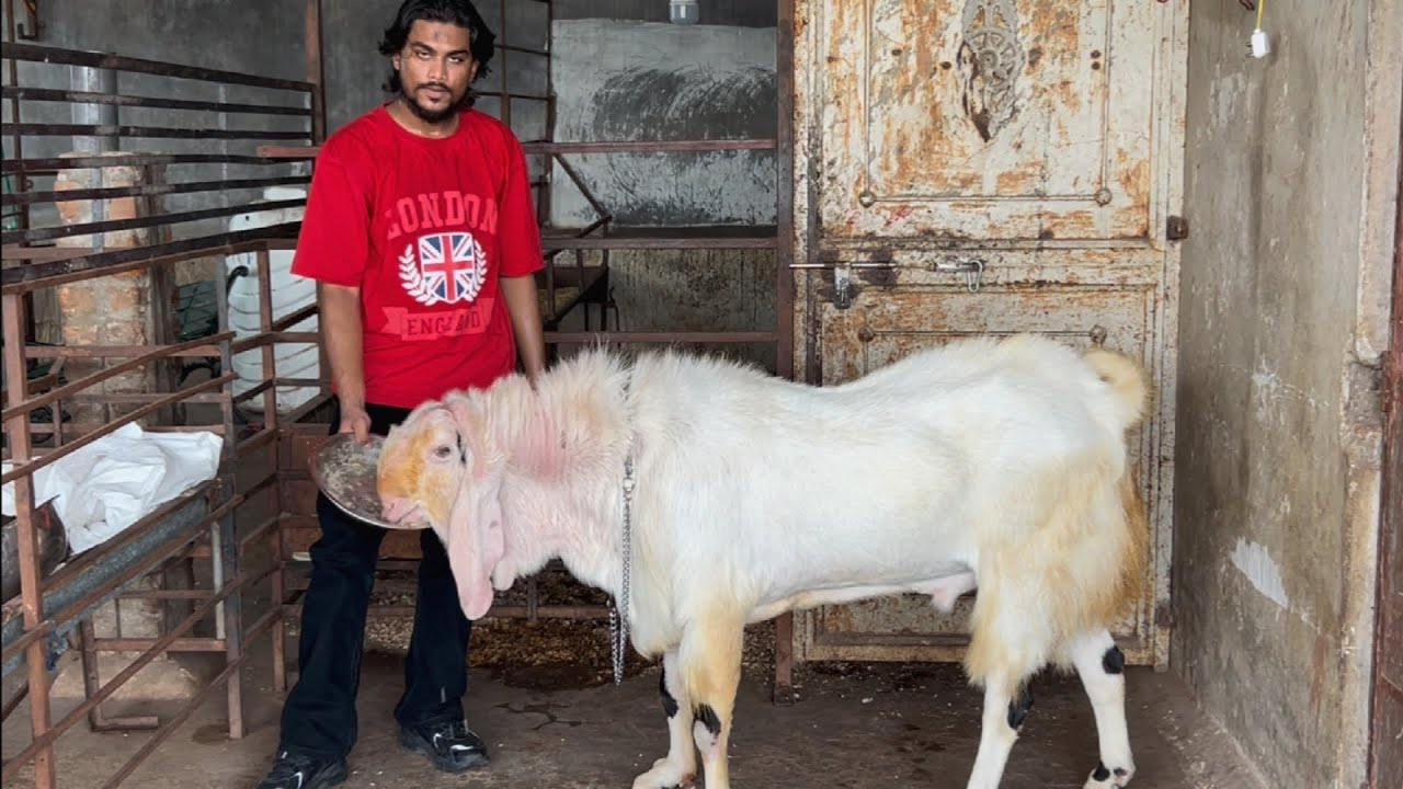 Indias biggest goat quality bullet palne Wale bakre start 17500 - YouTube