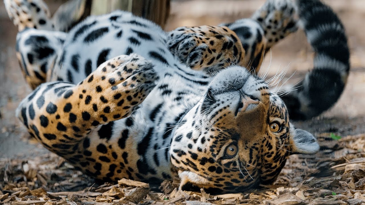 Lazy Teenage Leopard Journey to Become a REAL Hunter | Nat Geo Wild ...