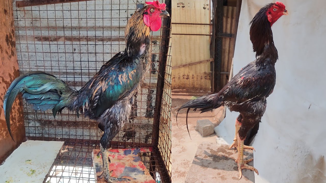 Java Rooster And Aseel Murga - YouTube