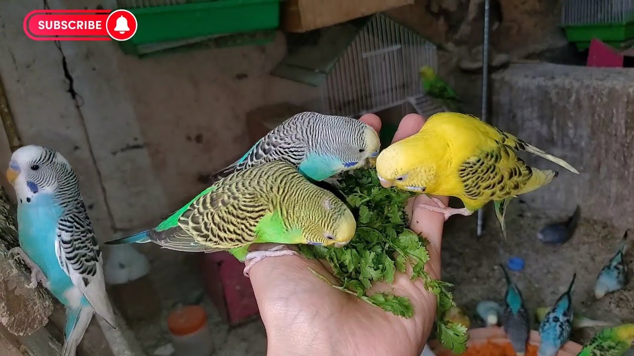 the most beautiful pet birds and beautiful budgie sounds | parakeet ...