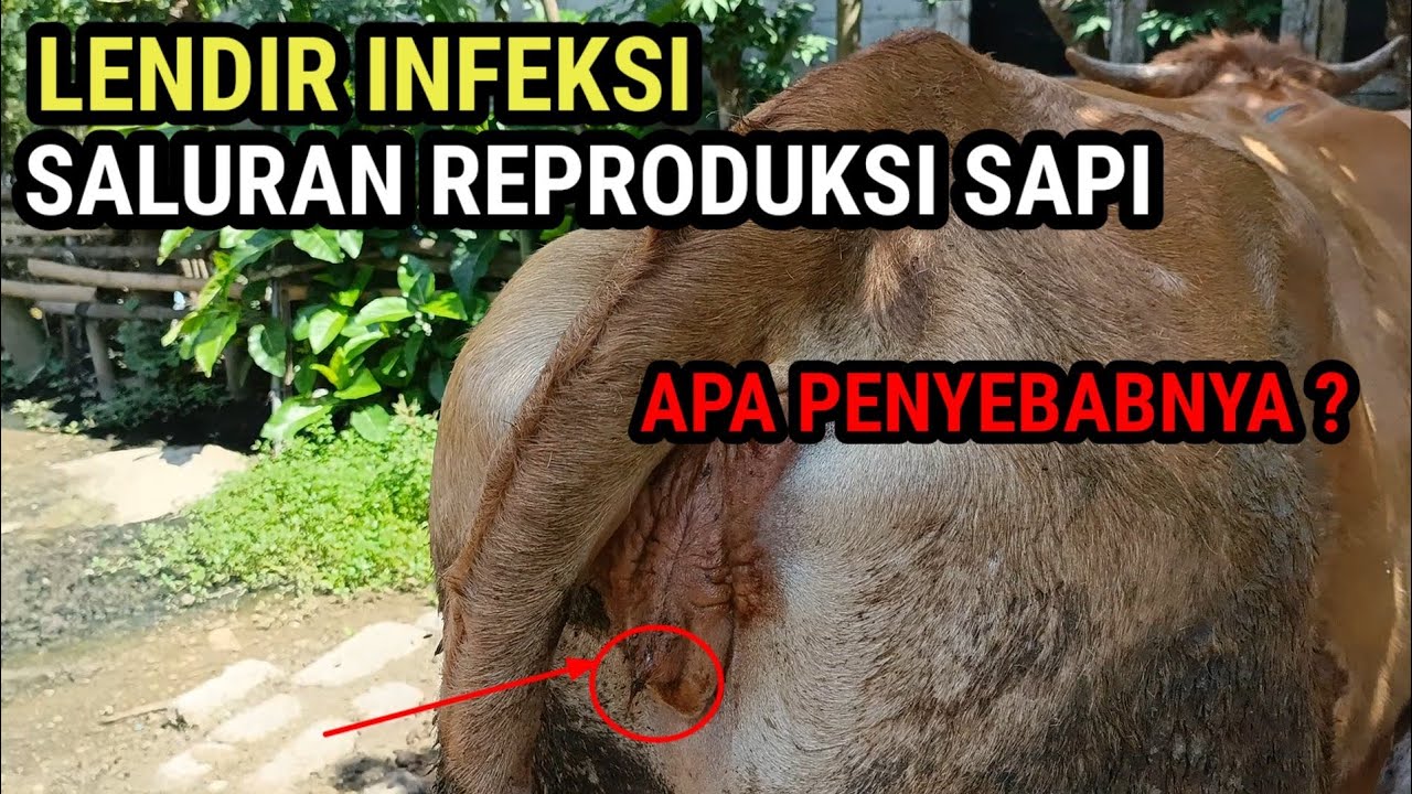 Eps 16 / Infeksi Saluran Reproduksi Sapi Betina ! Apa Penyebabnya ...