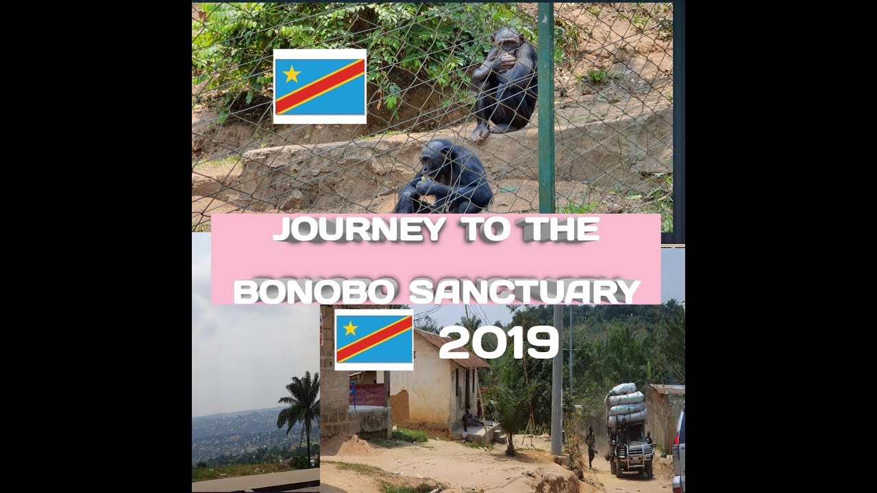 JOURNEY TO THE BONOBO SANCTUARY/KINSHASA VLOG2/LOLA YA BONOBO/THE OTHER ...