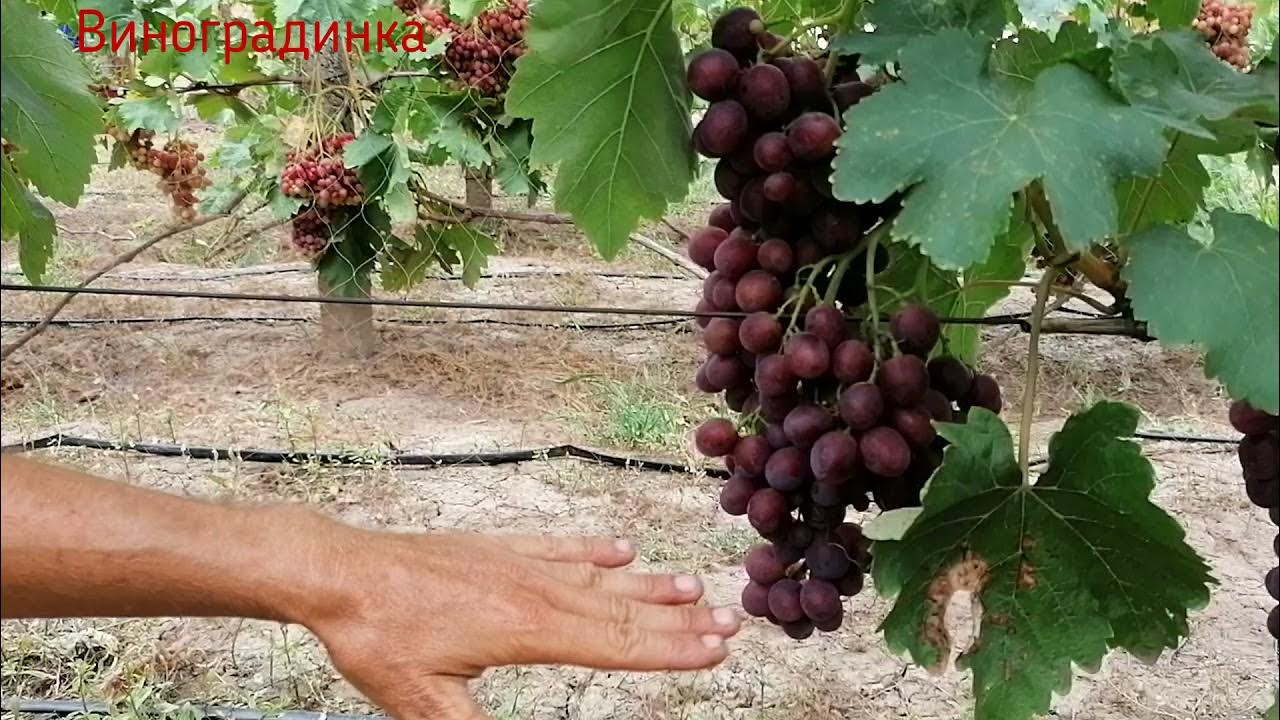 Виноград Памяти Учителя 2021г - YouTube
