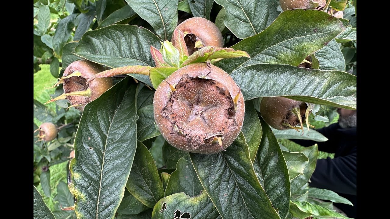 Identifying Medlars, Mespilus germanica - YouTube