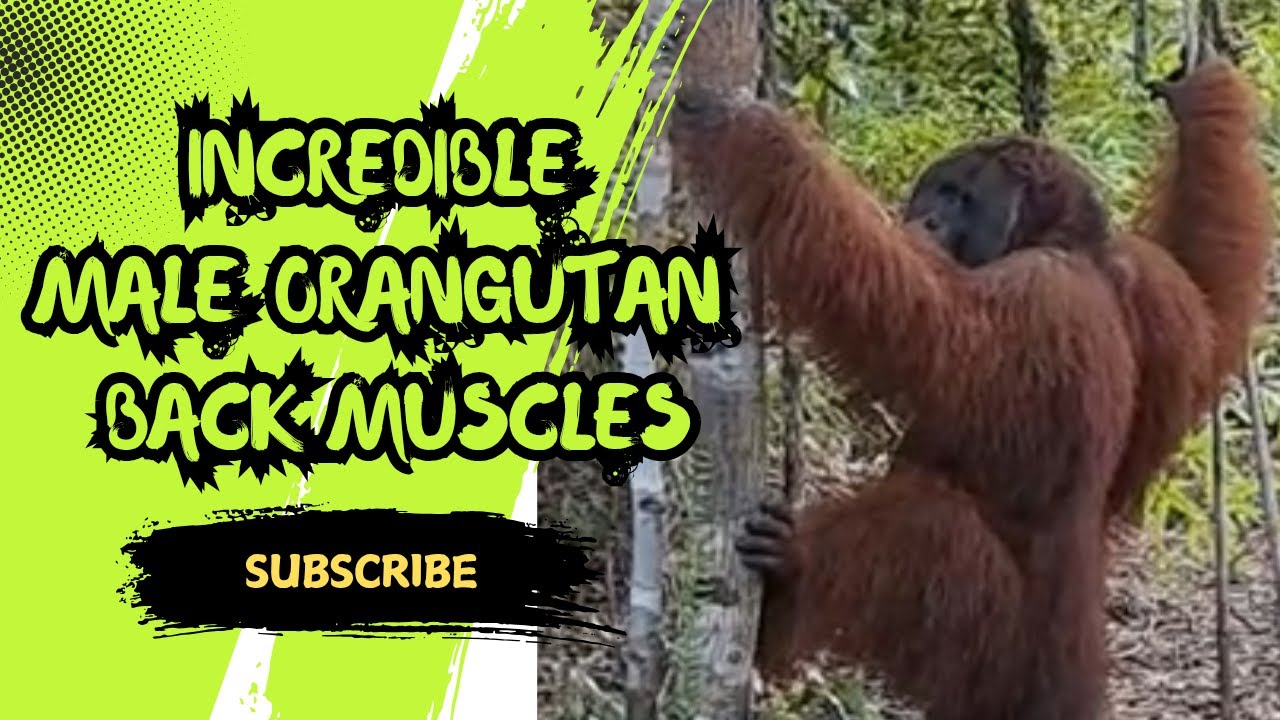 Incredible Male Orangutan Back Muscles - YouTube