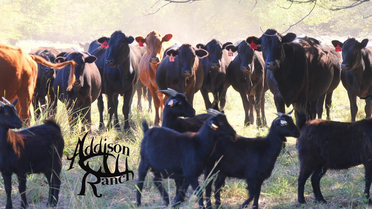 COMBINING HUNDREDS OF MASHONA HEIFERS AND SPANISH GOATS - YouTube