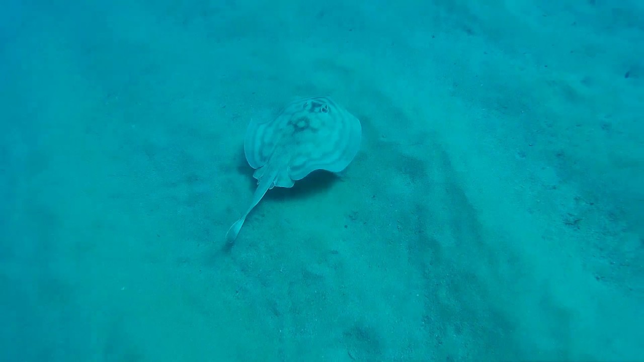 Cabo Cortez round ray - YouTube