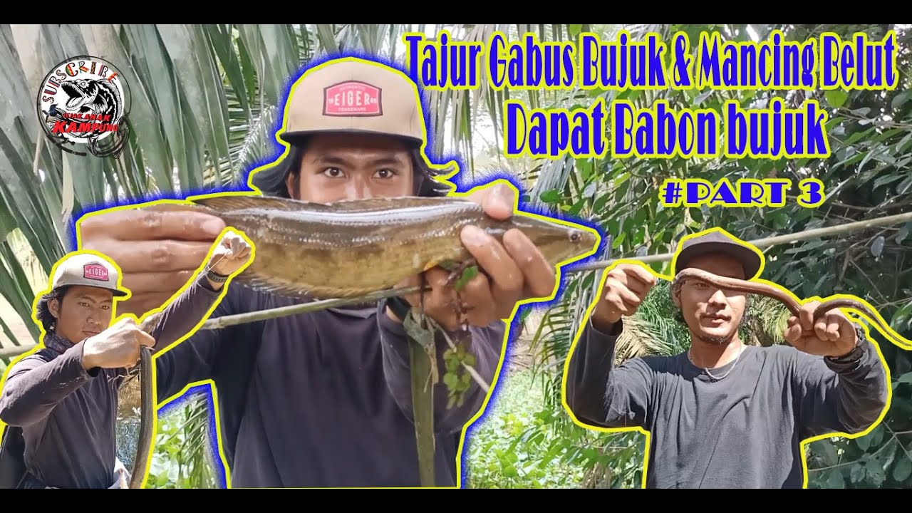 Tajur Ikan Mudah Dapat Gabus Bujuk Babon & Pancing belut!! Tajur bujuk ...